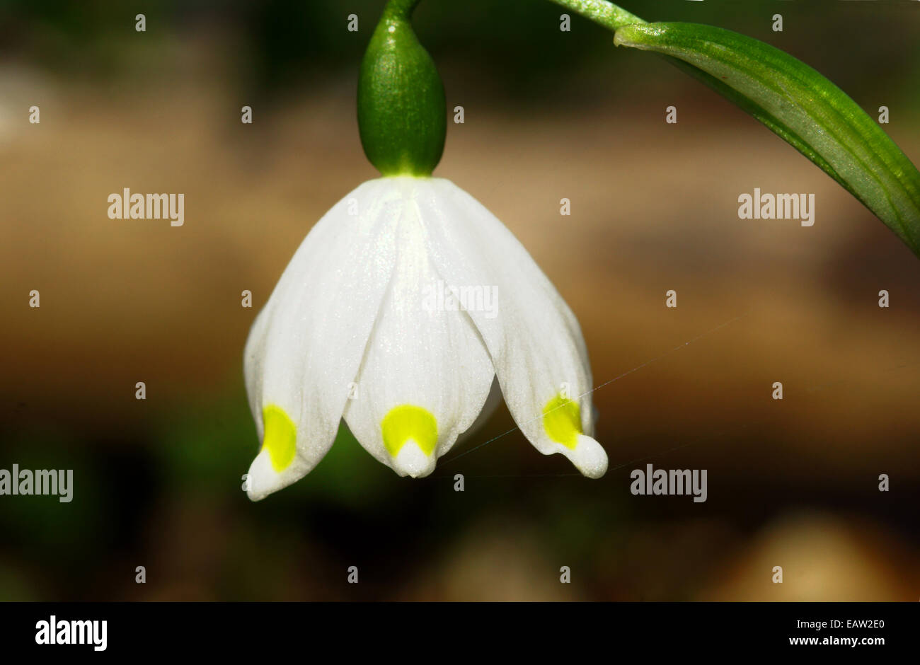 Spring Snowstorm - white flower in Poland Stock Photo - Alamy