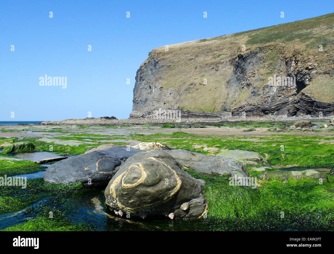 Quartz Veins in rocks on the beach at Crackington Haven, Cornwall, Uk ...