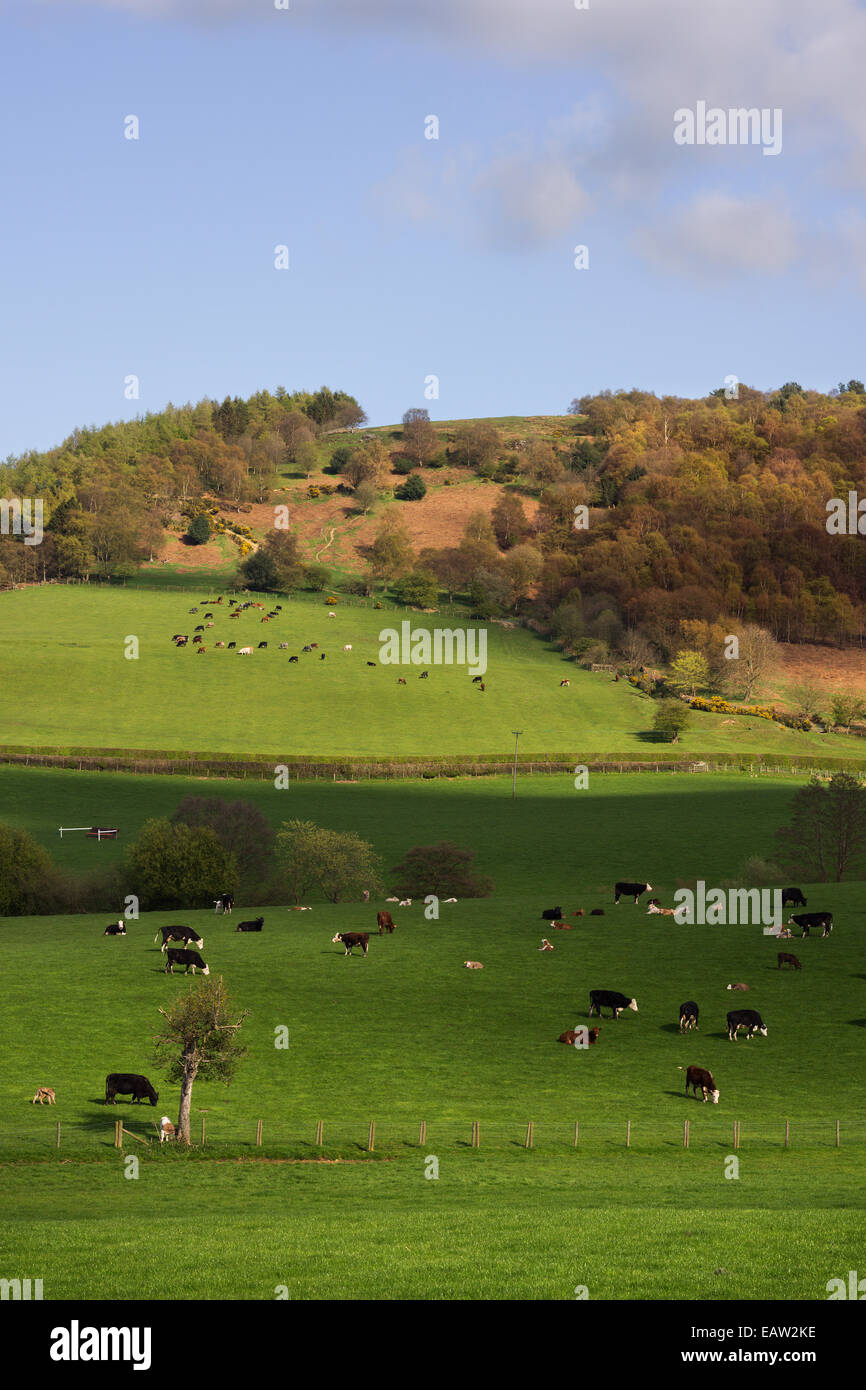 Cows grazing in Yorkshire countryside Stock Photo - Alamy