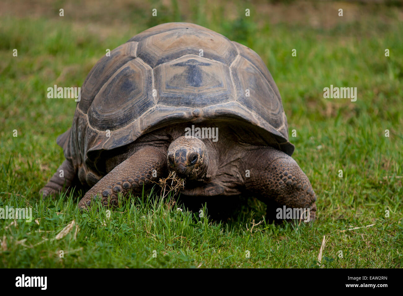A big tortoise eat his food Stock Photo - Alamy