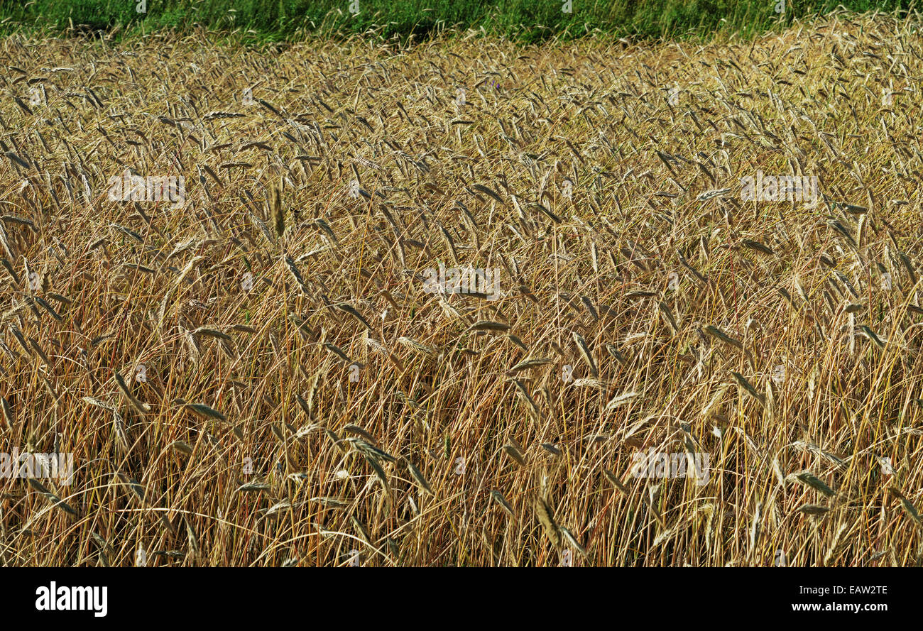 Leaf rust wheat hi-res stock photography and images - Alamy