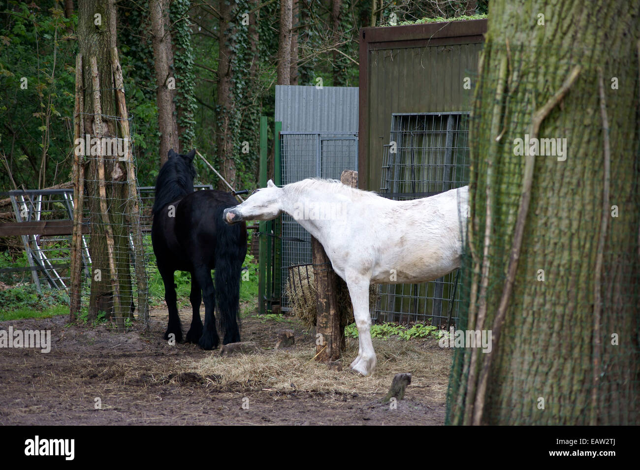 White mare and black stallion Stock Photo - Alamy
