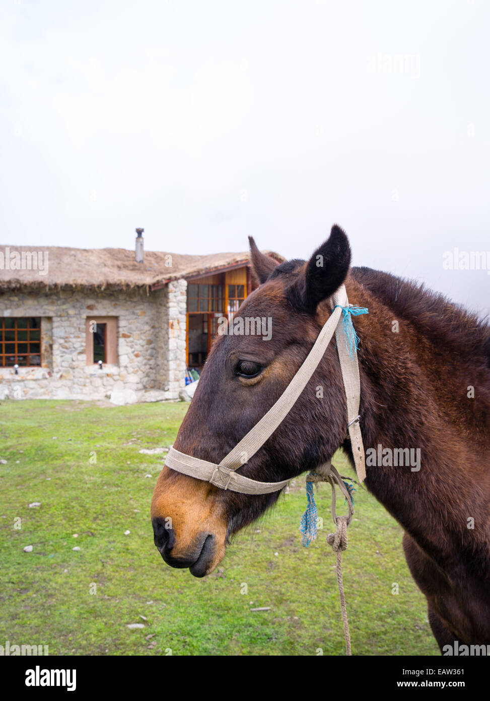 Wayra peru hi-res stock photography and images - Alamy