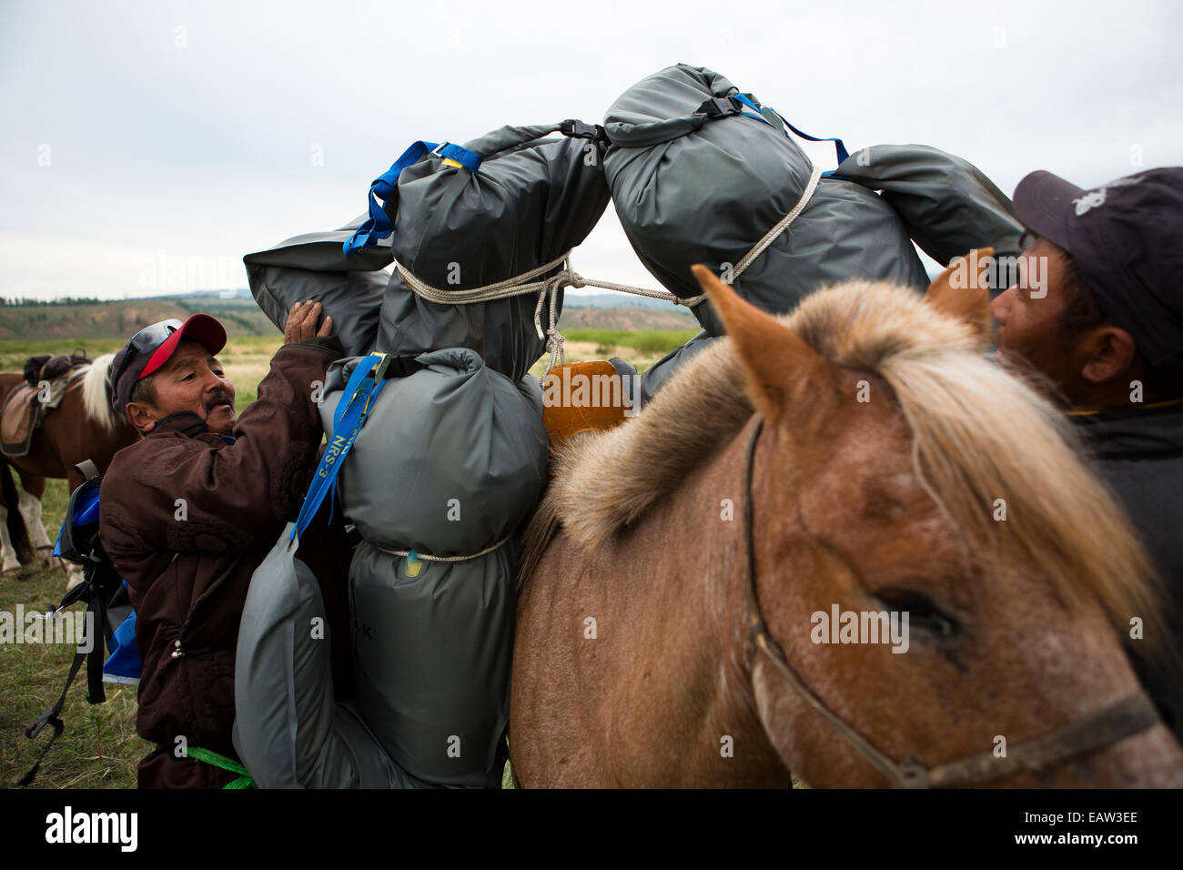 The Mongolian horsemen load up the horses with expedition equipment to ...