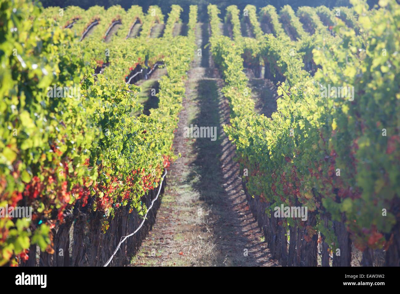 Vineyards in autumn color in the Napa Valley wine country of Northern ...