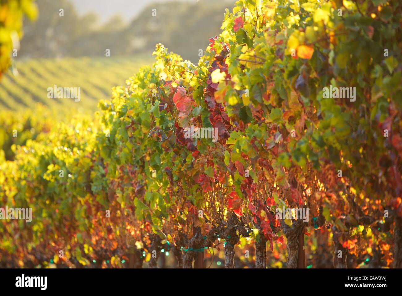 Vineyards in autumn color in the Napa Valley wine country of Northern ...