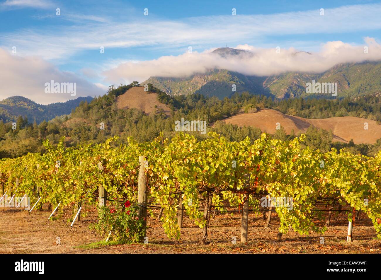Vineyards in autumn color in the Napa Valley wine country of Northern ...