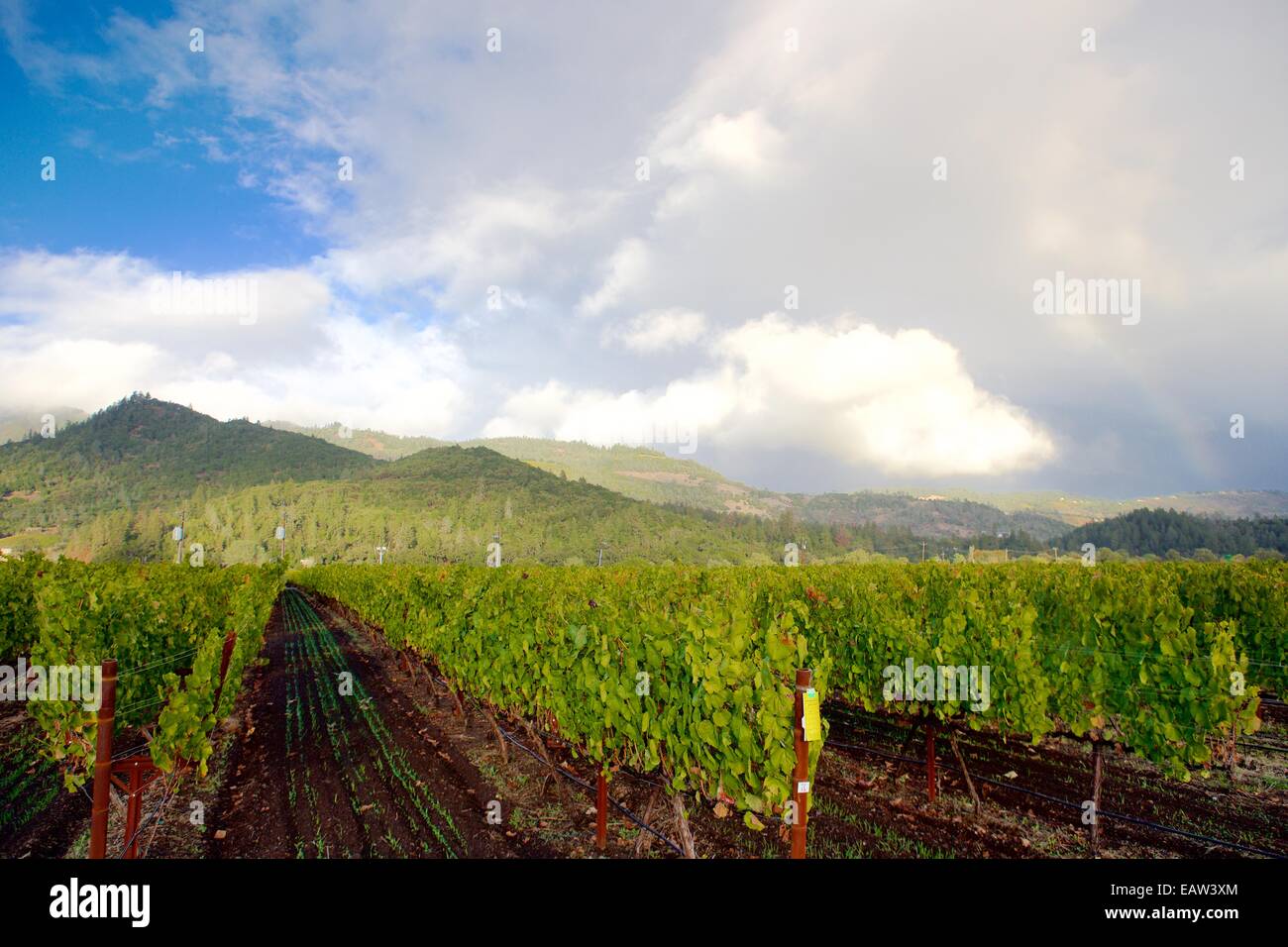 Vineyards in autumn color in the Napa Valley wine country of Northern ...