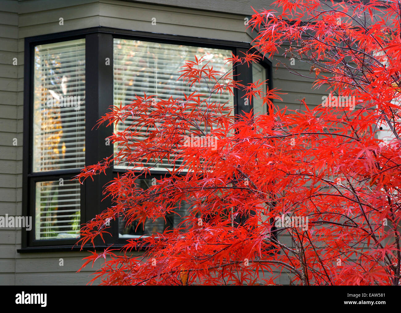 Red Japanese maple tree or Acer palmatum growing outside a house in the ...