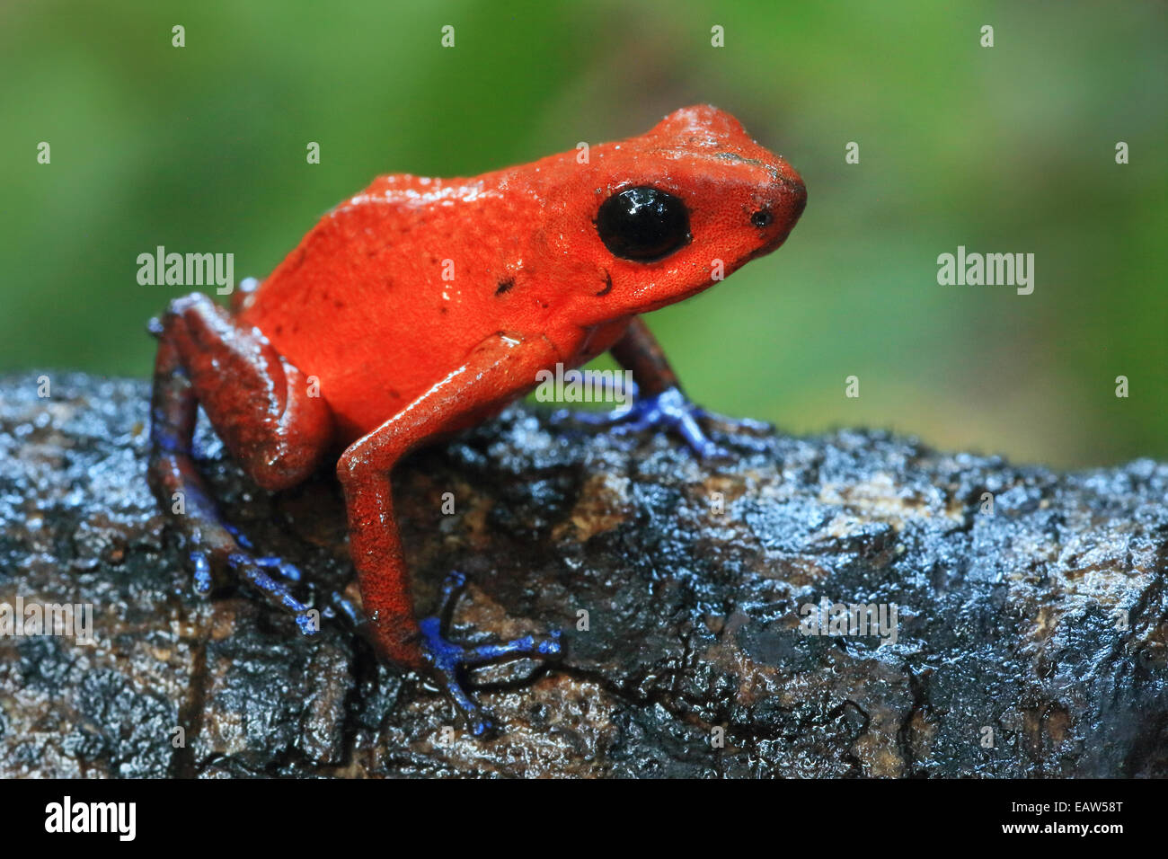 Costa rican poison dart frog hi-res stock photography and images - Alamy