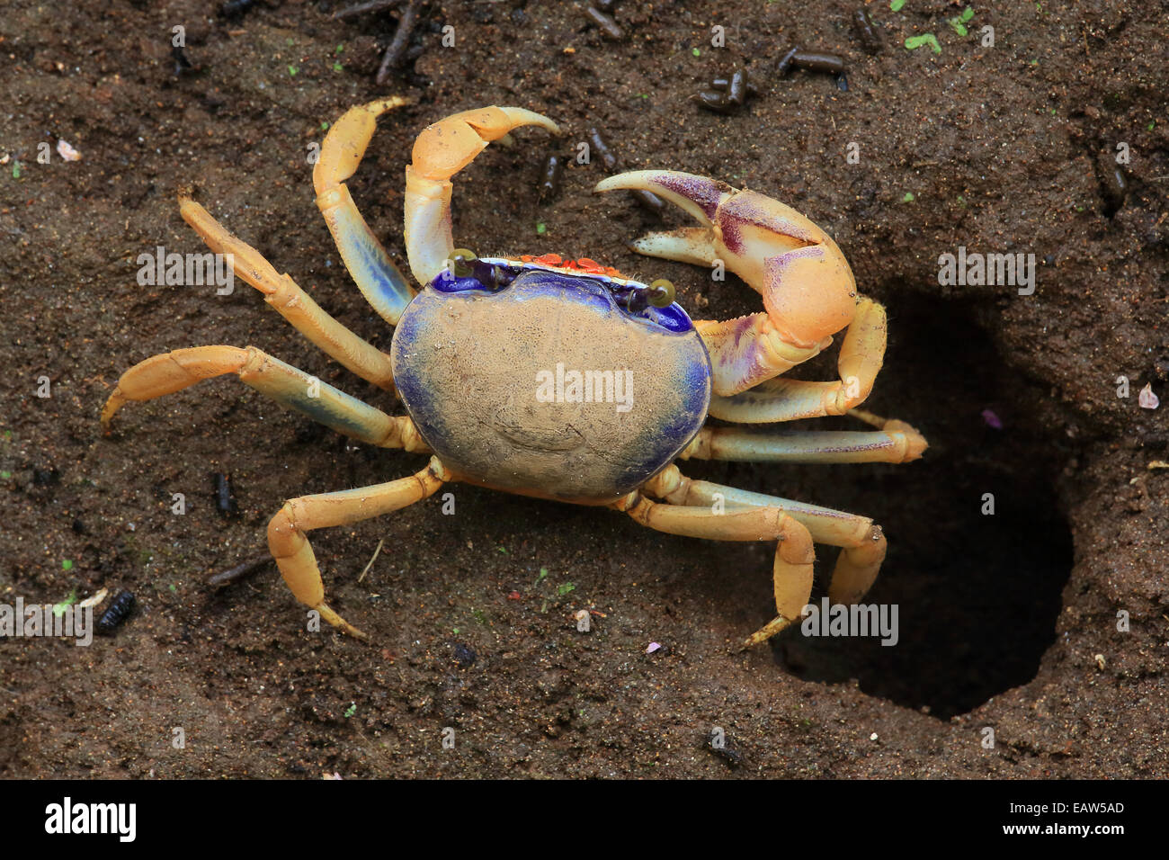 Juvenile blue land crab (Cardisoma guanhumi) outside its burrow ...