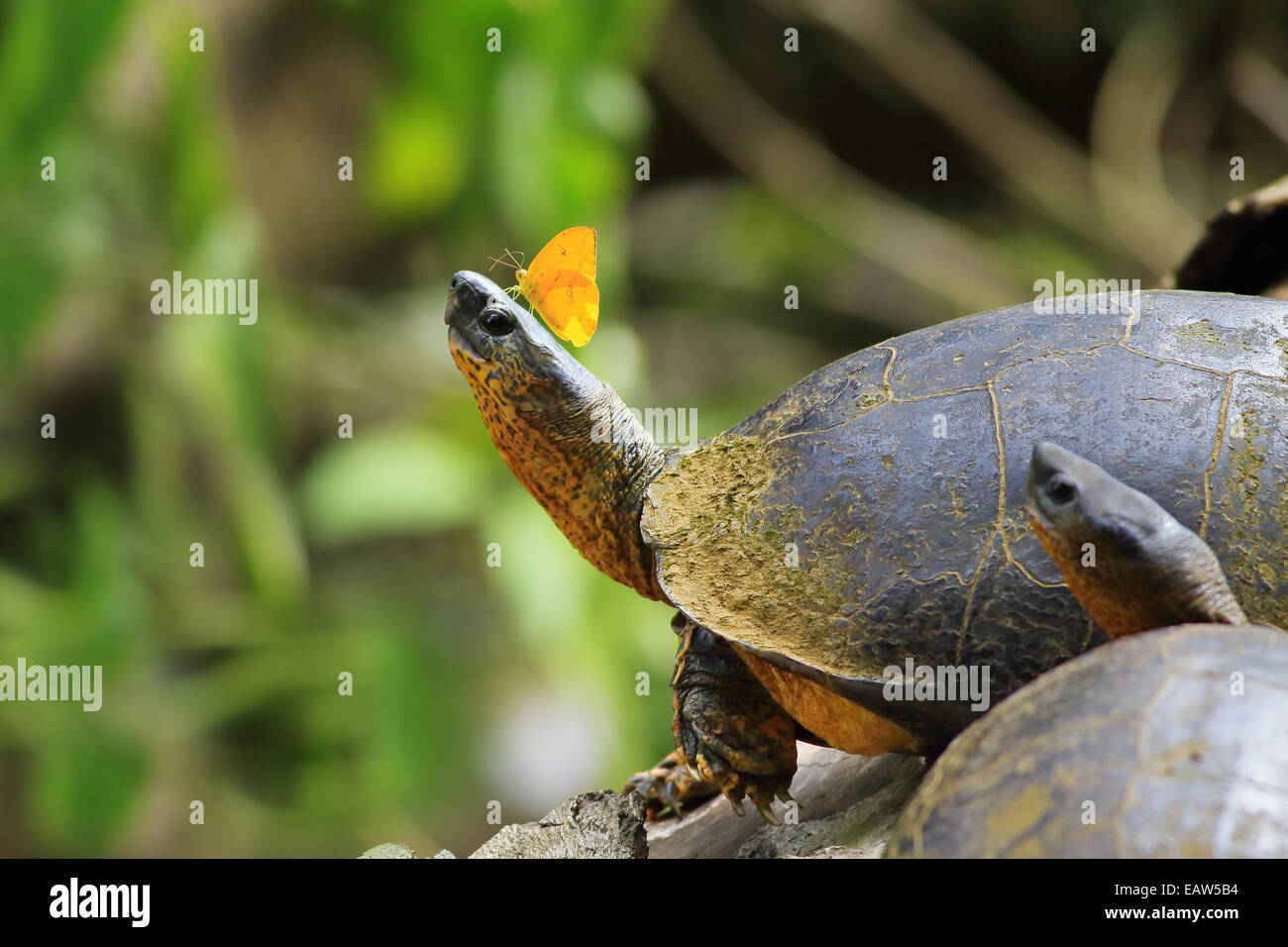 Turtle butterfly hi-res stock photography and images - Alamy