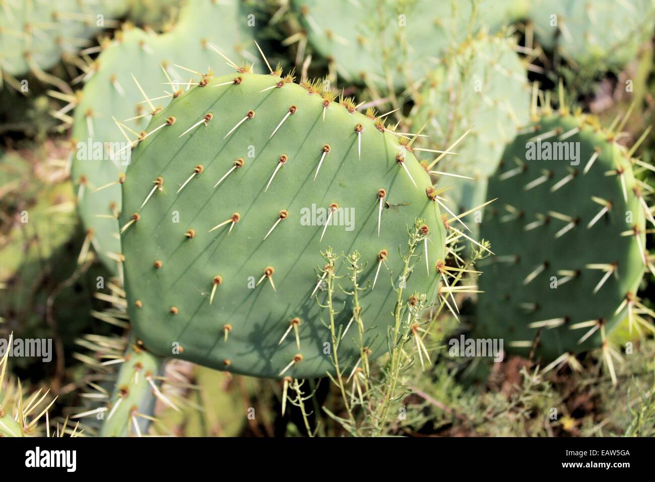Prickly pear cactus plant Stock Photo - Alamy