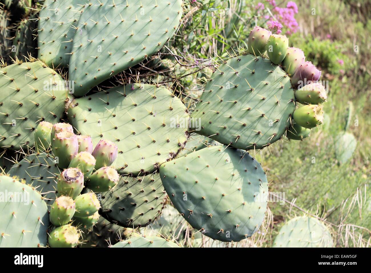 Prickly pear cactus plant Stock Photo - Alamy