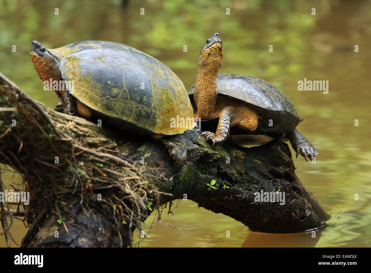 Black river turtles (Rhinoclemmys funerea) on natural rainforest canal ...