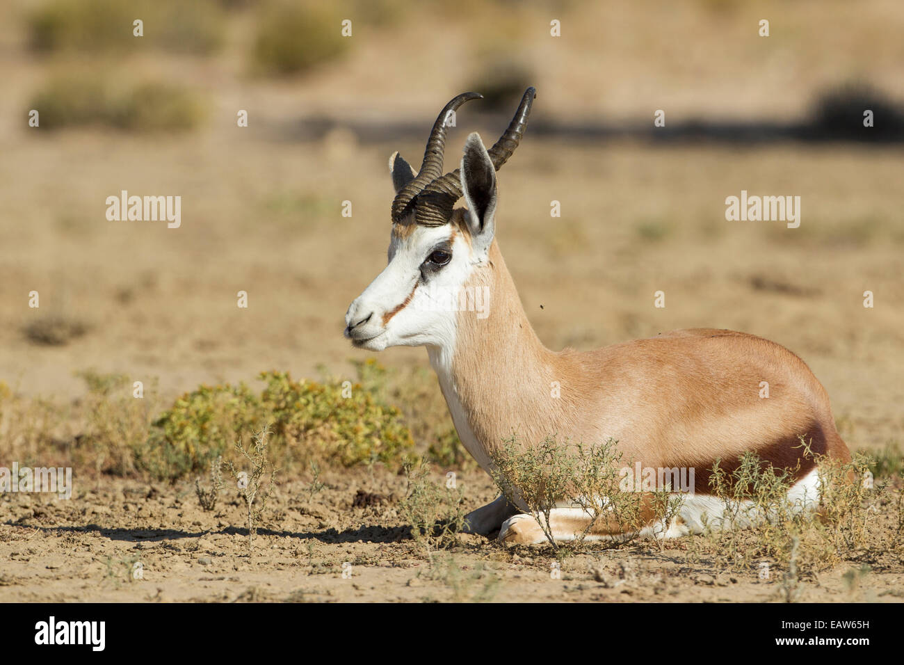 Springbok resting hi-res stock photography and images - Alamy