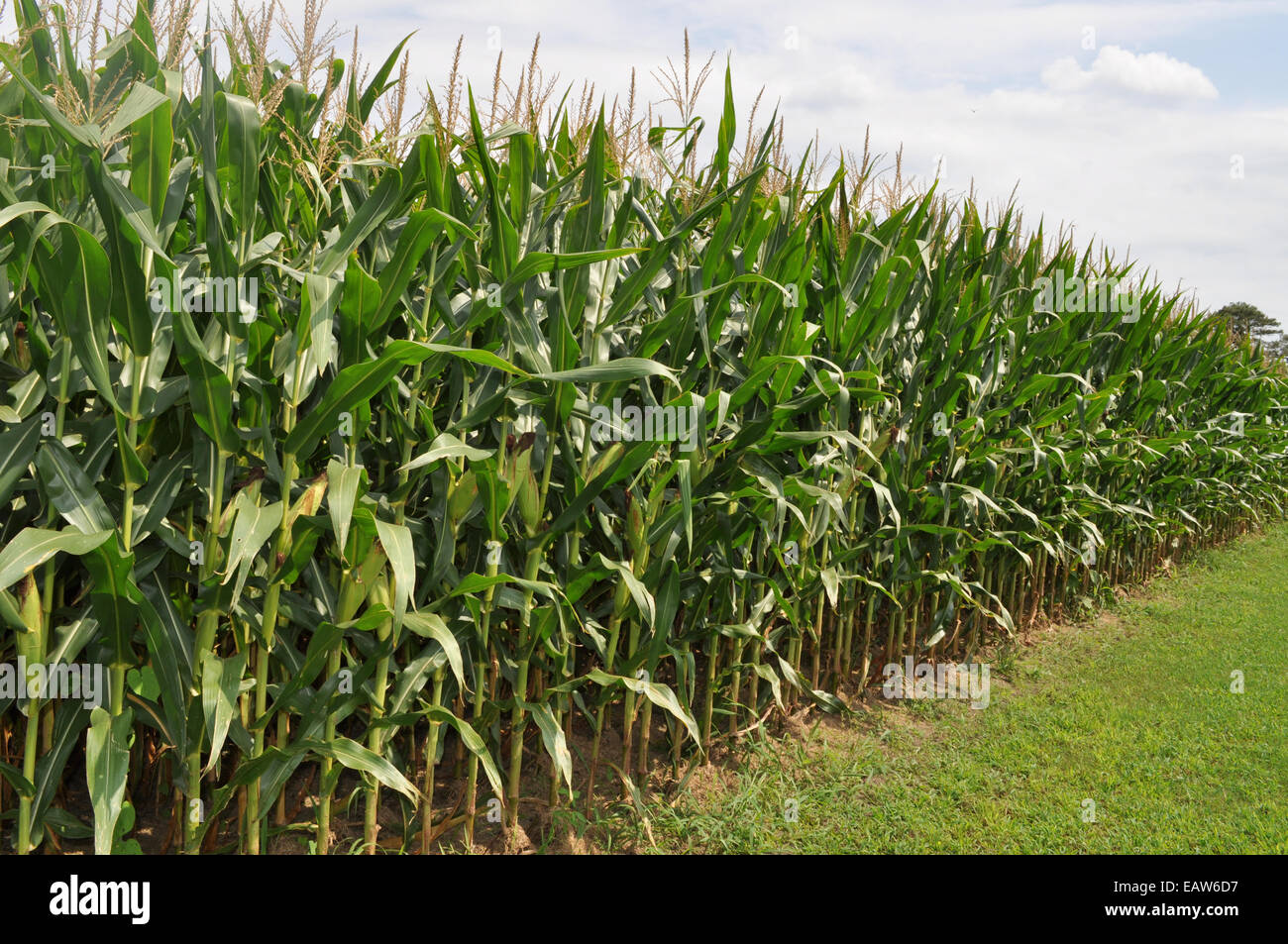 A Corn crop on a Farm in North Carolina Stock Photo - Alamy
