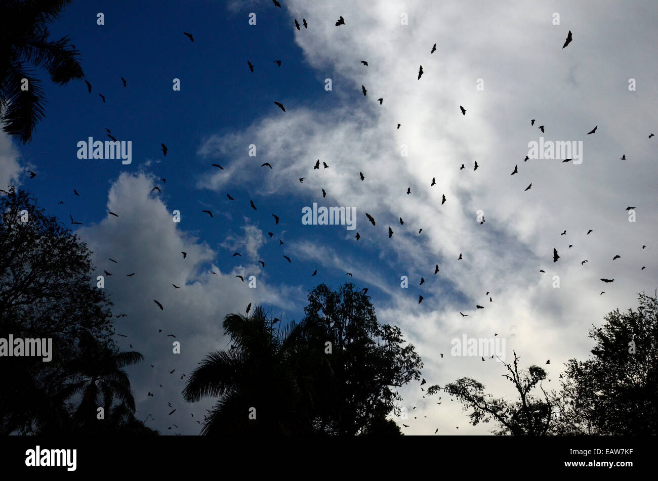 Bat eating insects hi-res stock photography and images - Alamy