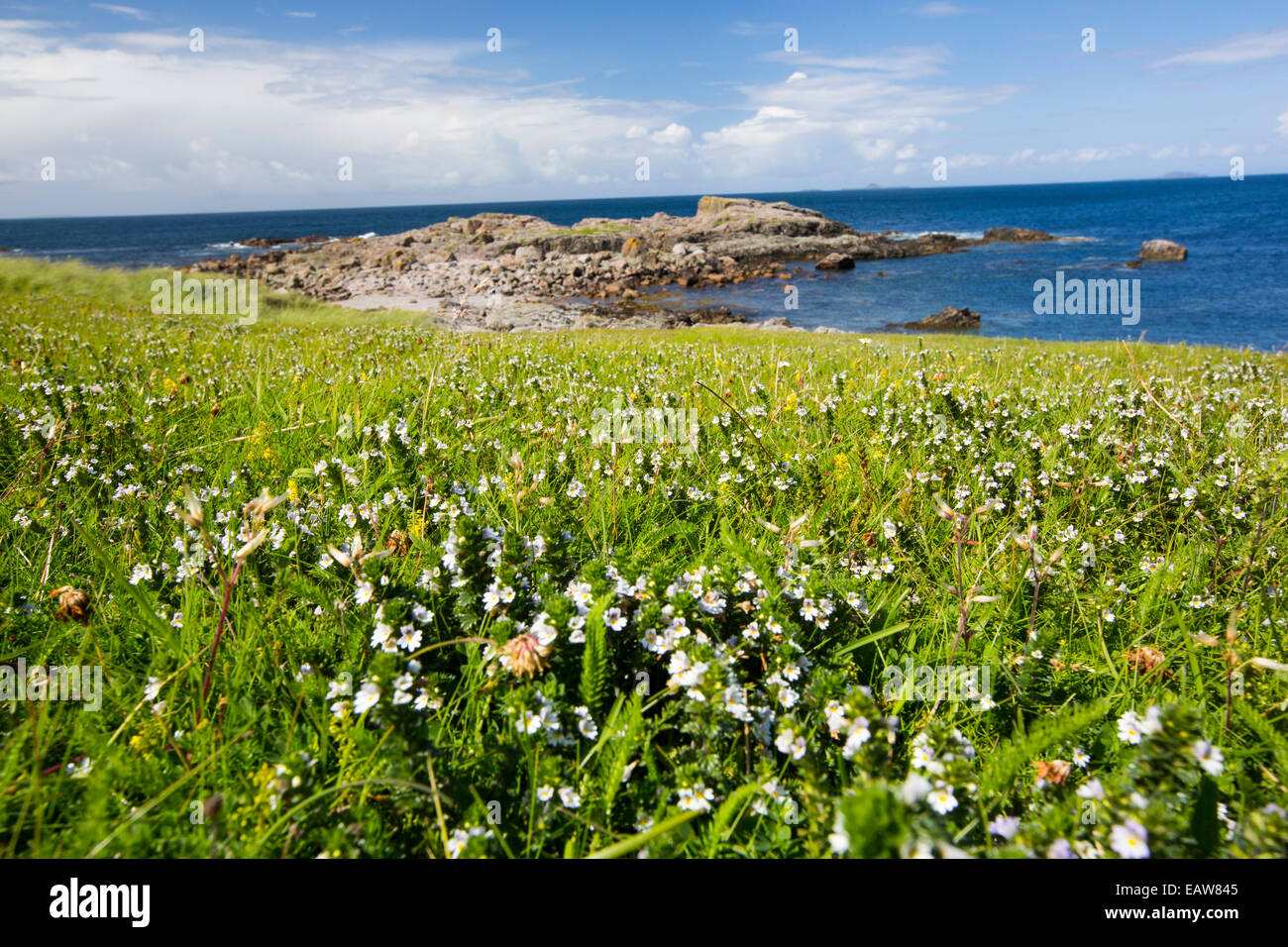 Wild flowers scotland coast hi-res stock photography and images - Alamy