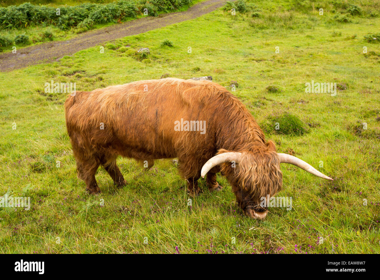 A Highland Cattle bull near Tobermory, Isle of Mull, Scotland, UK Stock ...