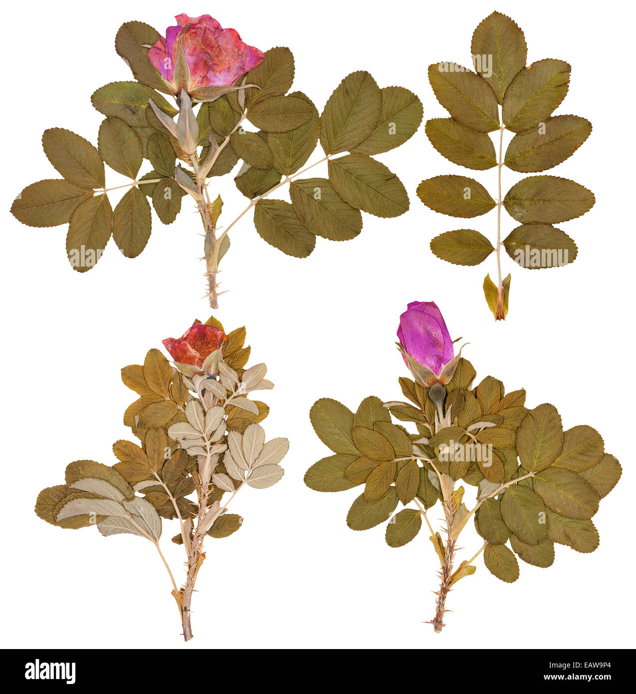 Set of dry compressed branches, leaves and flowers of wild rose ...