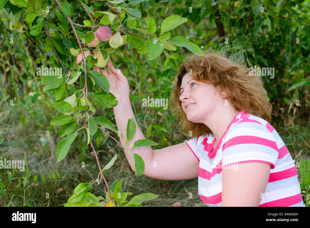 Middle aged tree hi-res stock photography and images - Alamy