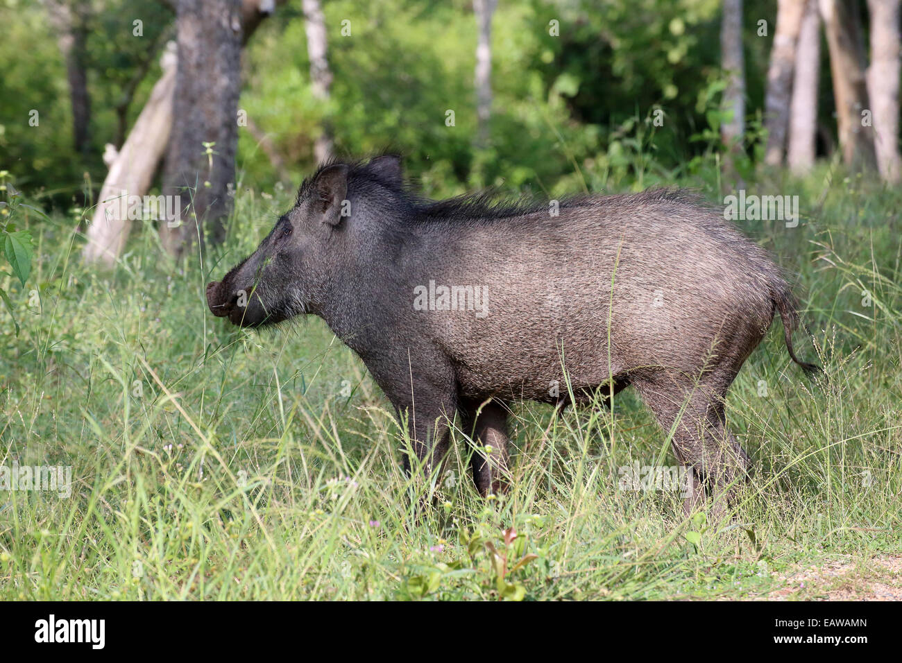 Indian wild pig hi-res stock photography and images - Alamy