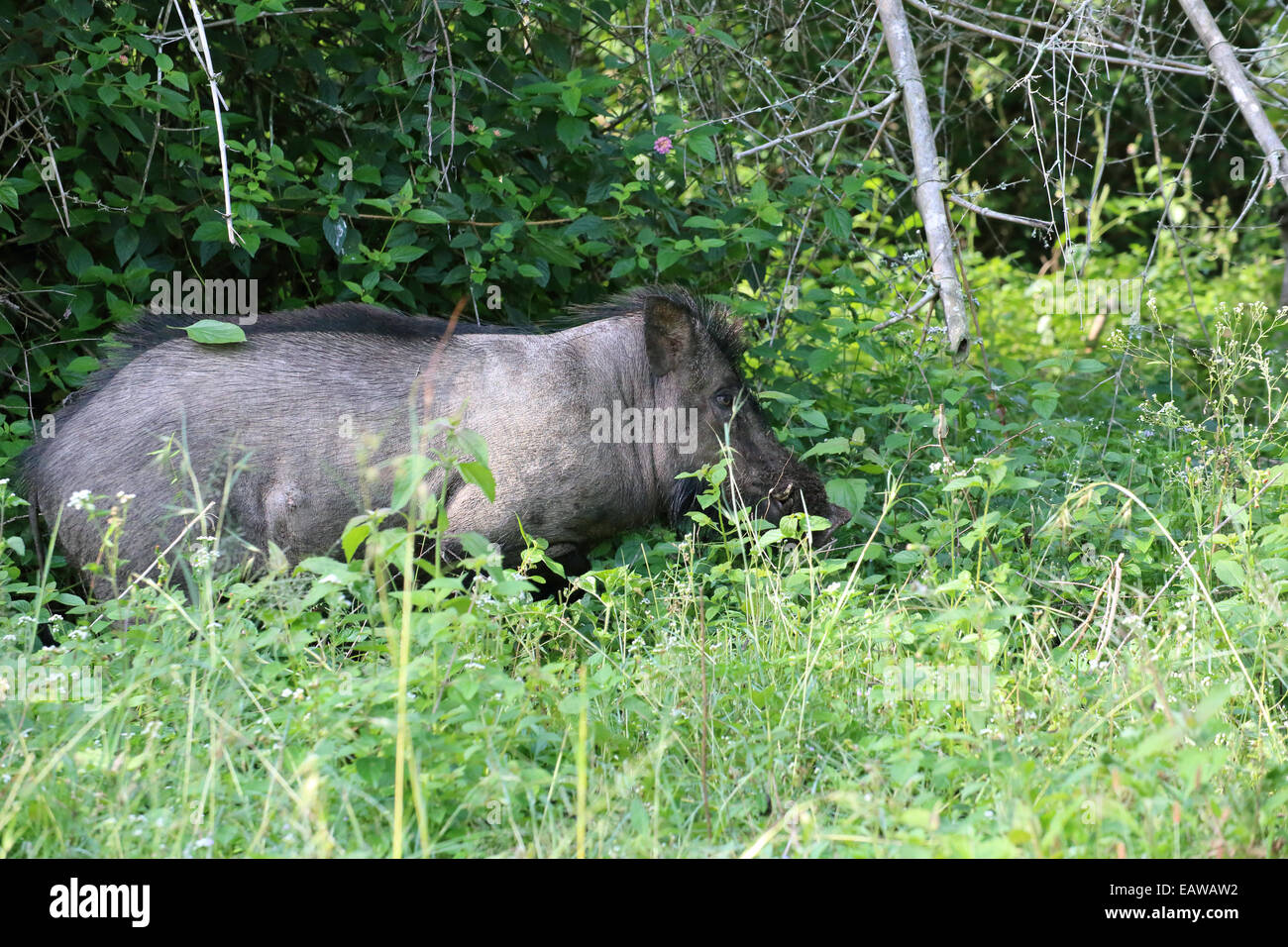 Indian Wild boar Stock Photo - Alamy