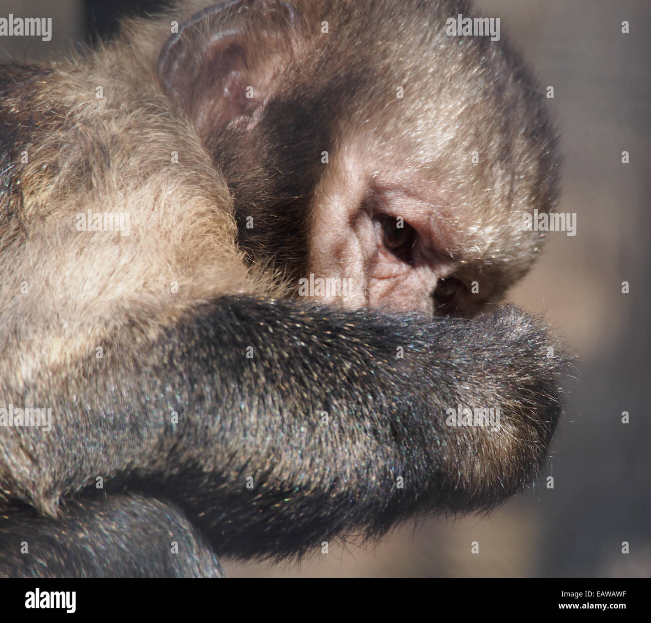 A monkey in Dierenpark Amersfoort, a zoo located in the Netherlands ...