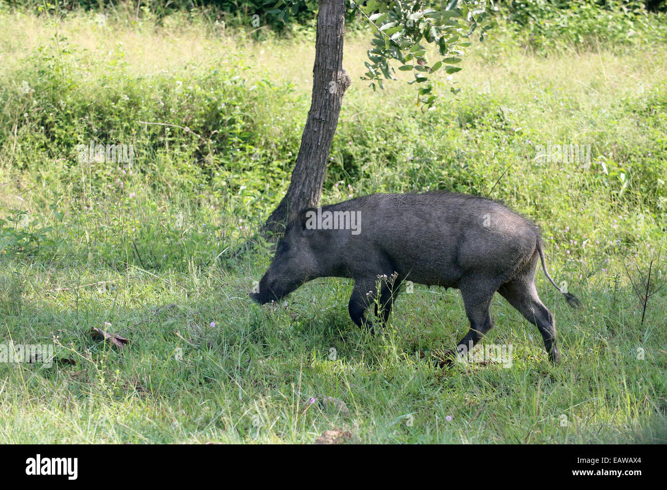 Indian pig hi-res stock photography and images - Alamy