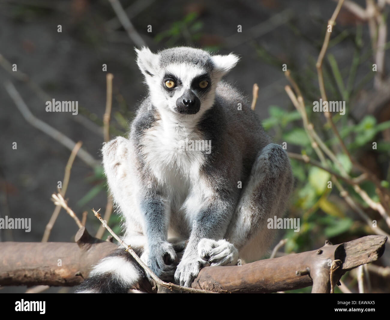 The Ring-tailed lemur, or Ringstaartmaki, is native to Madagascar and ...