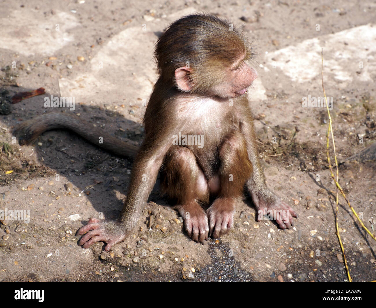 Baviaan hi-res stock photography and images - Alamy