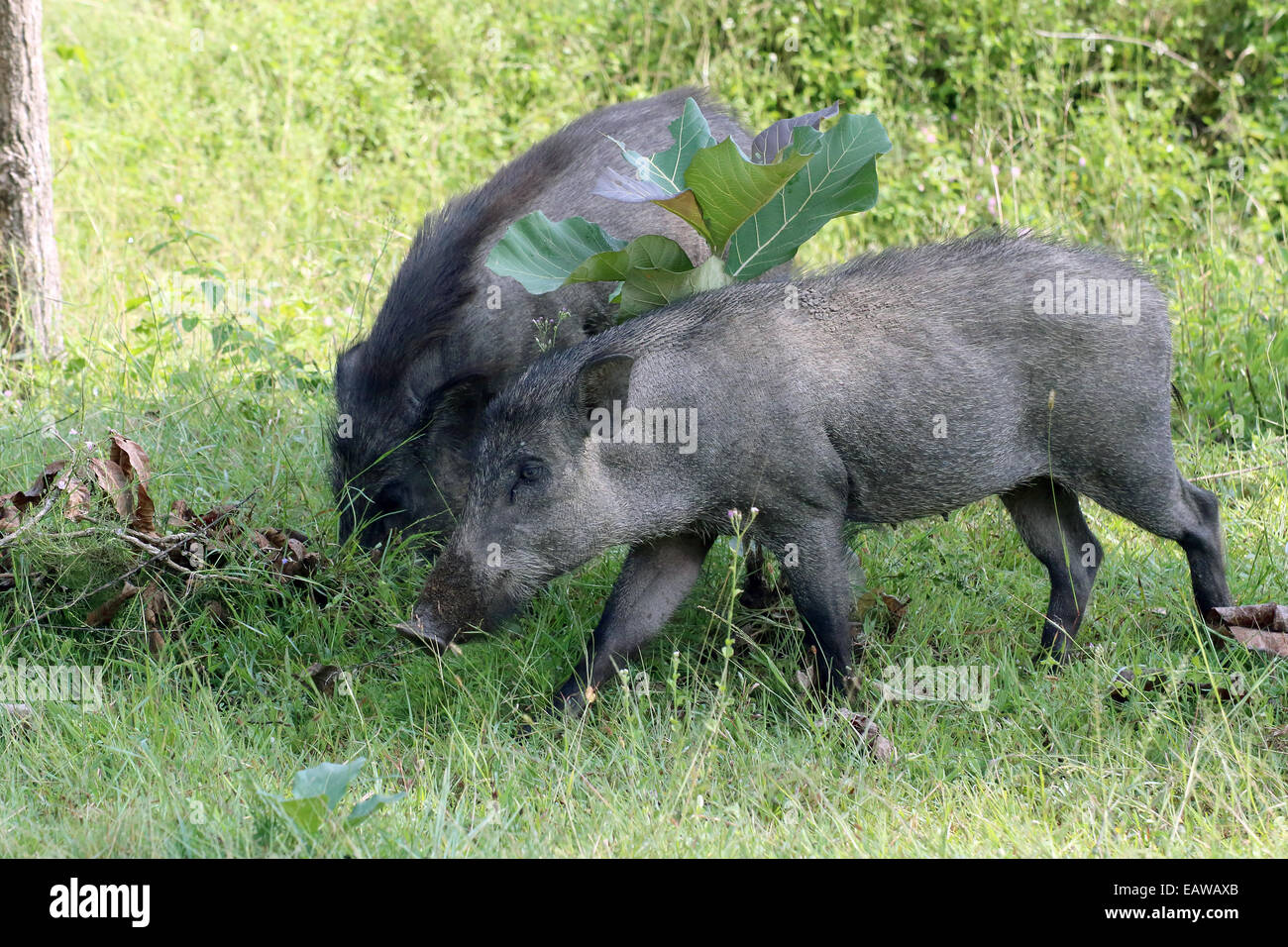 Indian Wild boar Stock Photo - Alamy