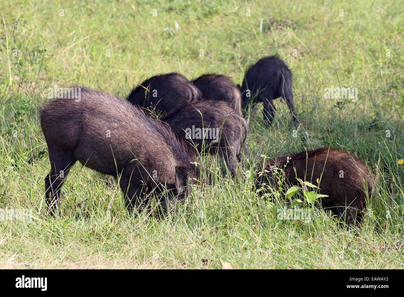 Indian Wild boar Stock Photo - Alamy