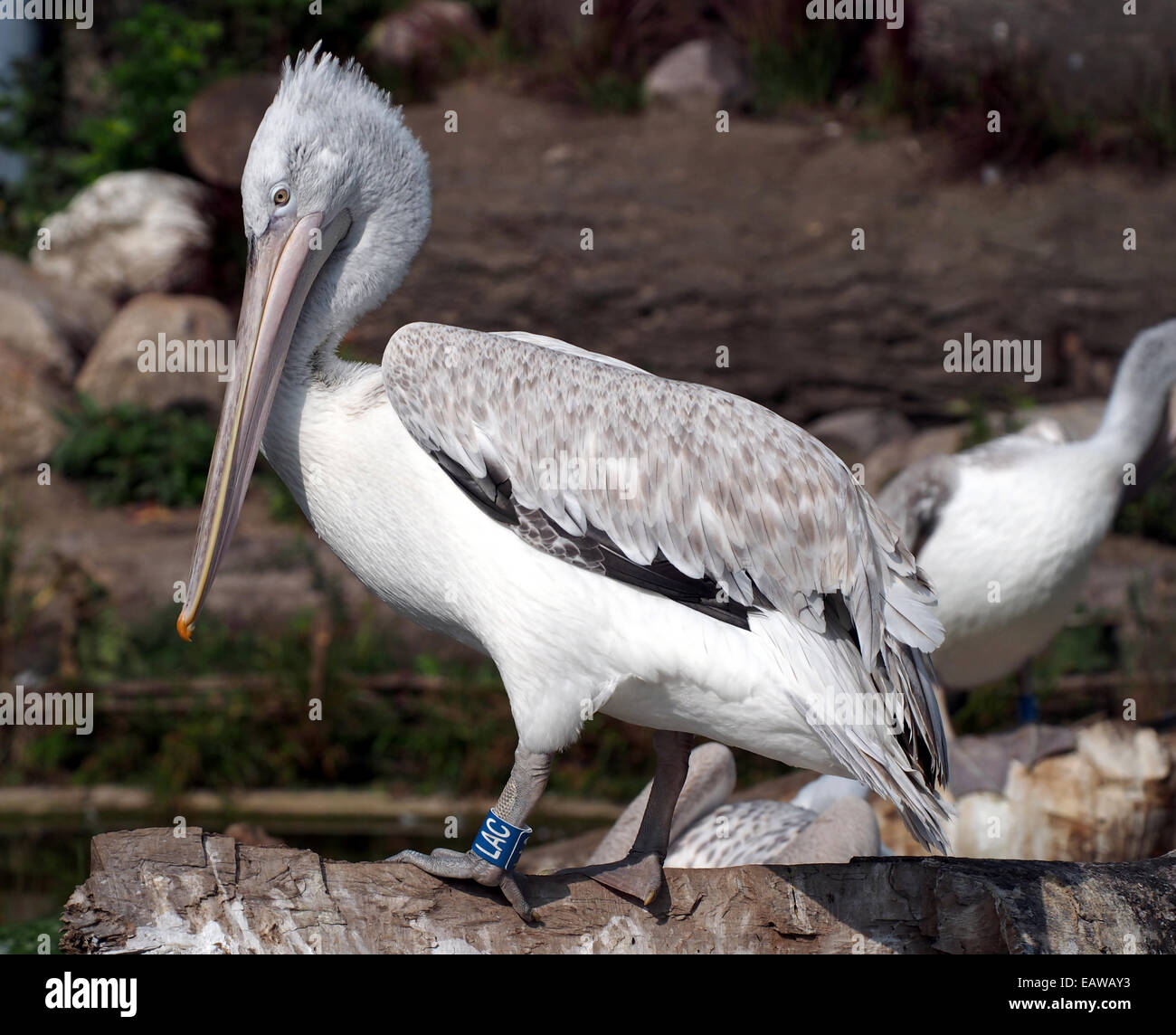 The Pelikaan (pelican) at Dierenpark Amersfoort is captured in this ...