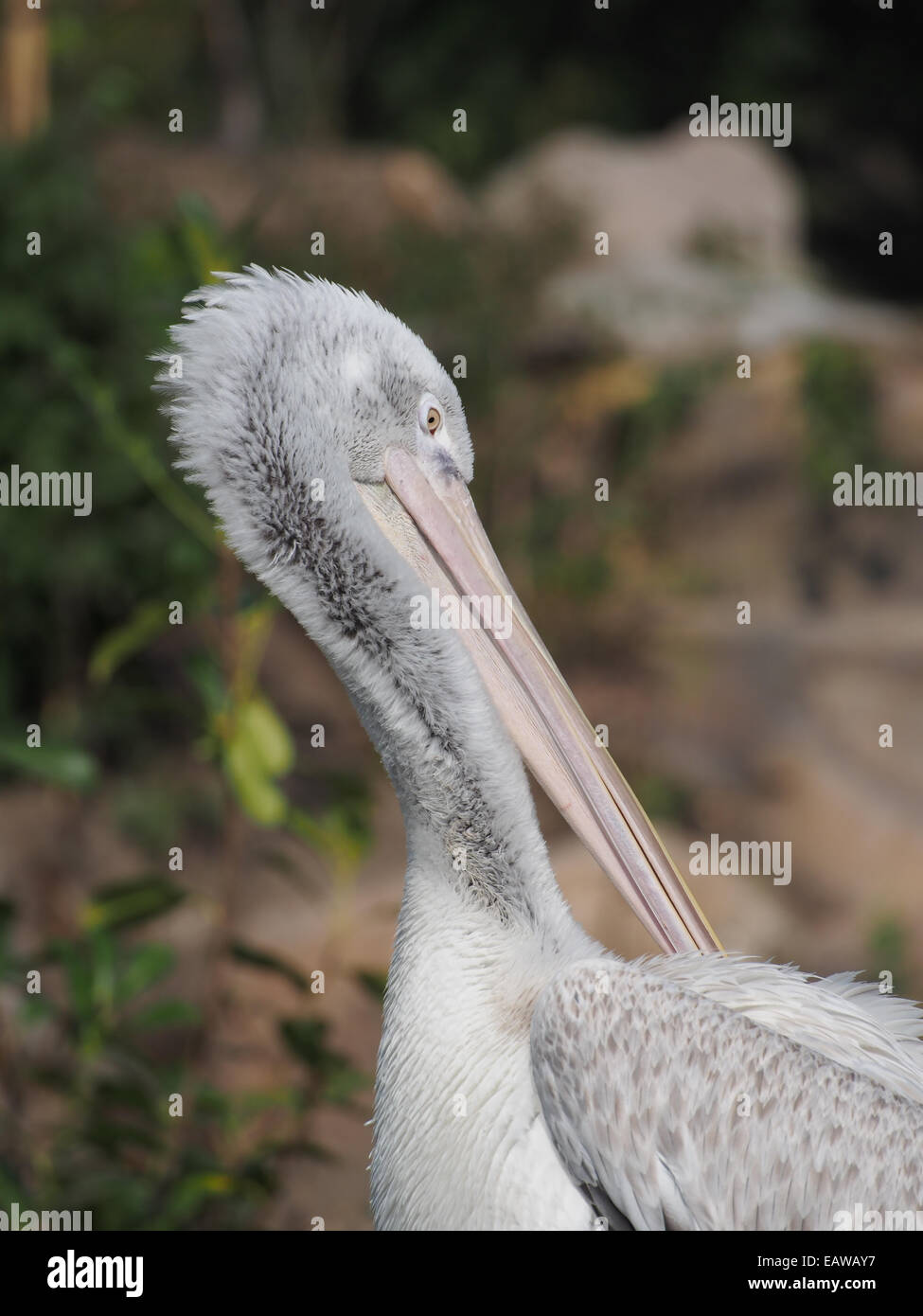 Pelikaan hi-res stock photography and images - Alamy