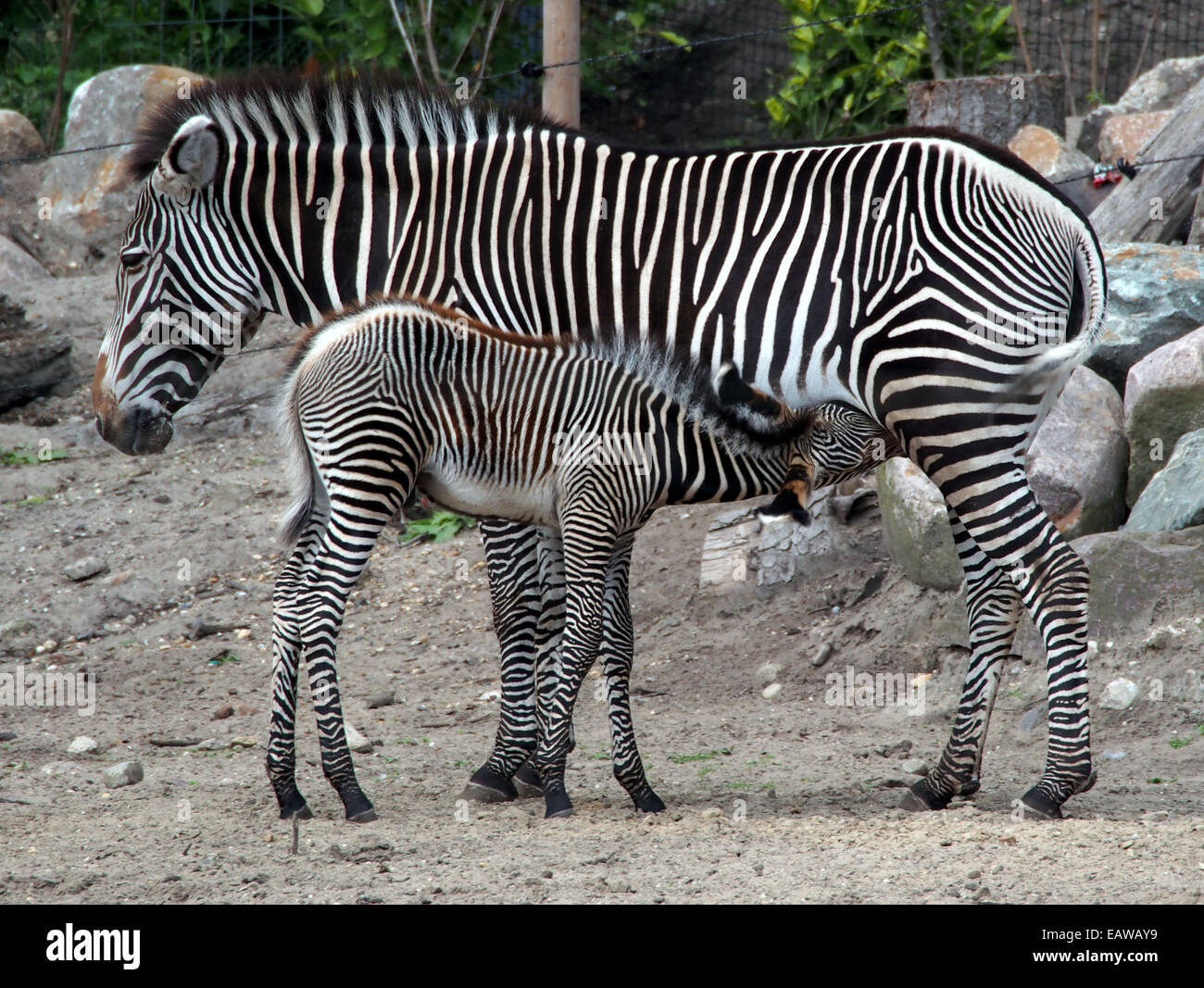 A young zebra at the Dierenpark Amersfoort in the Netherlands. The ...