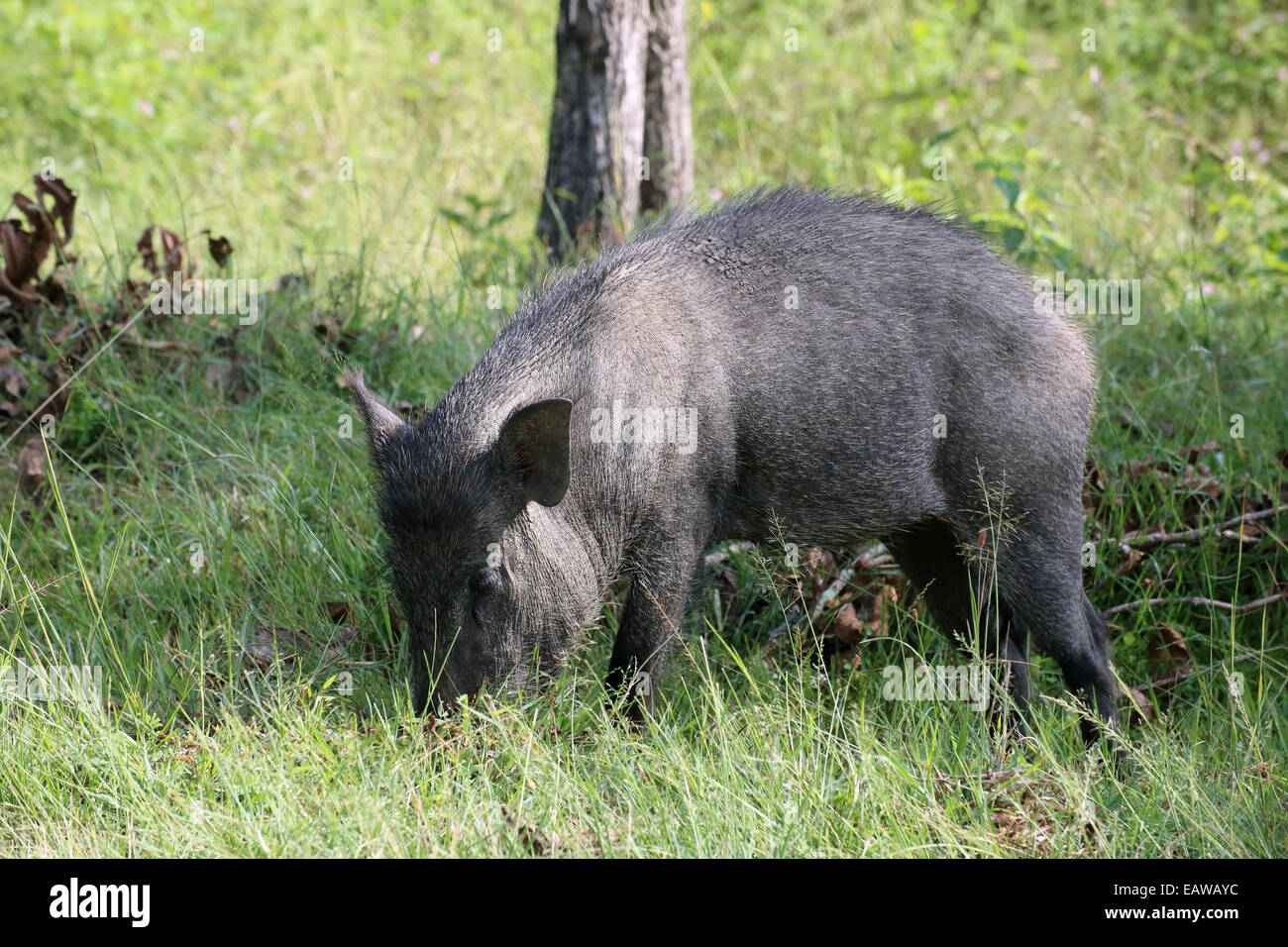Indian pig hi-res stock photography and images - Alamy