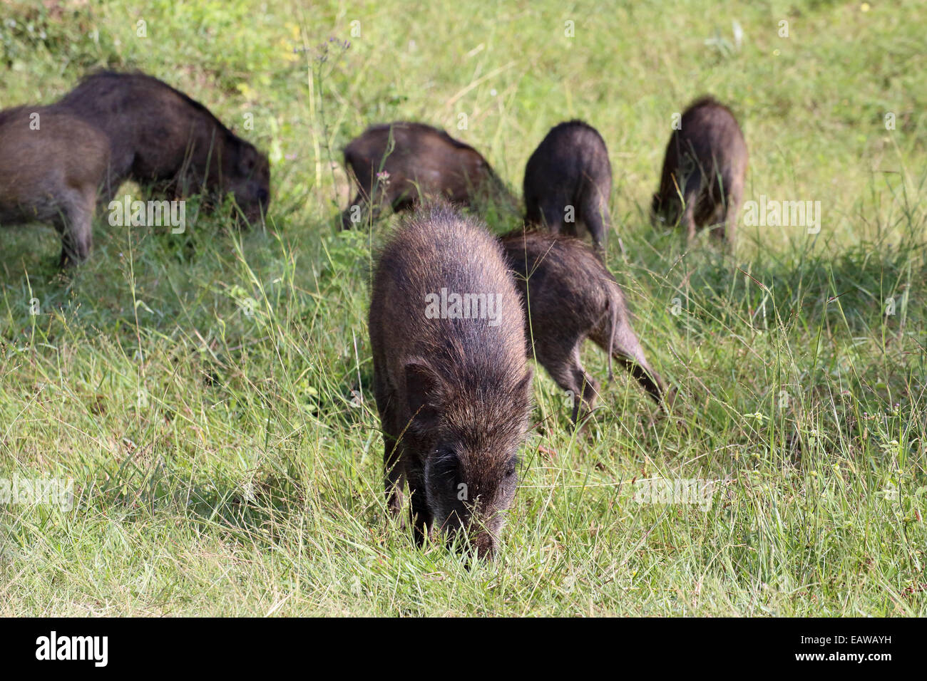Indian Wild boar Stock Photo - Alamy
