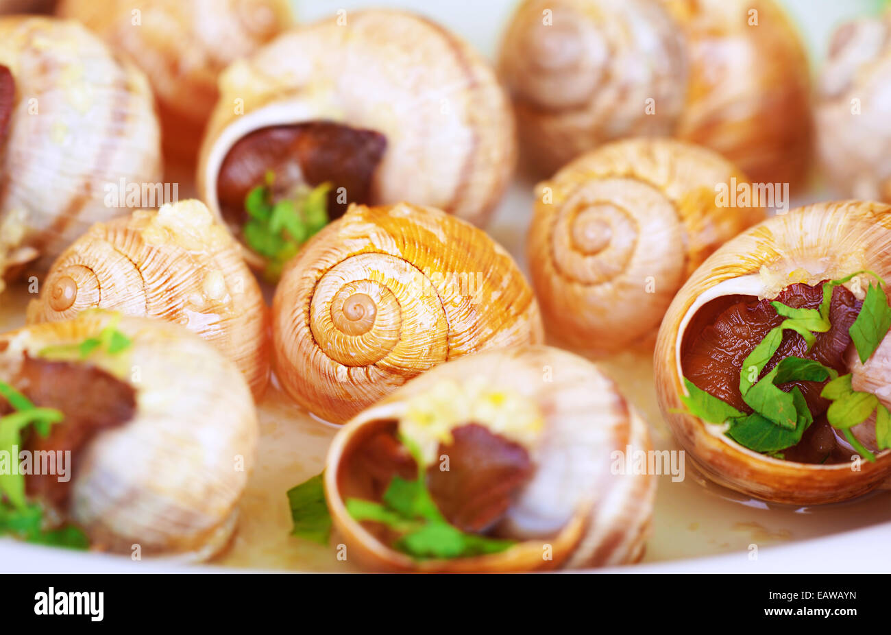 Abstract food background, tasty prepared escargot with garlic sauce ...