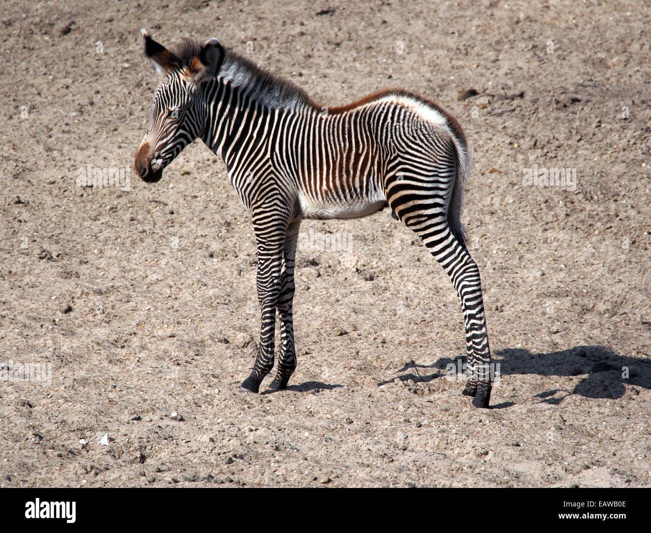 A young zebra in Dierenpark Amersfoort, Netherlands, captured in this ...