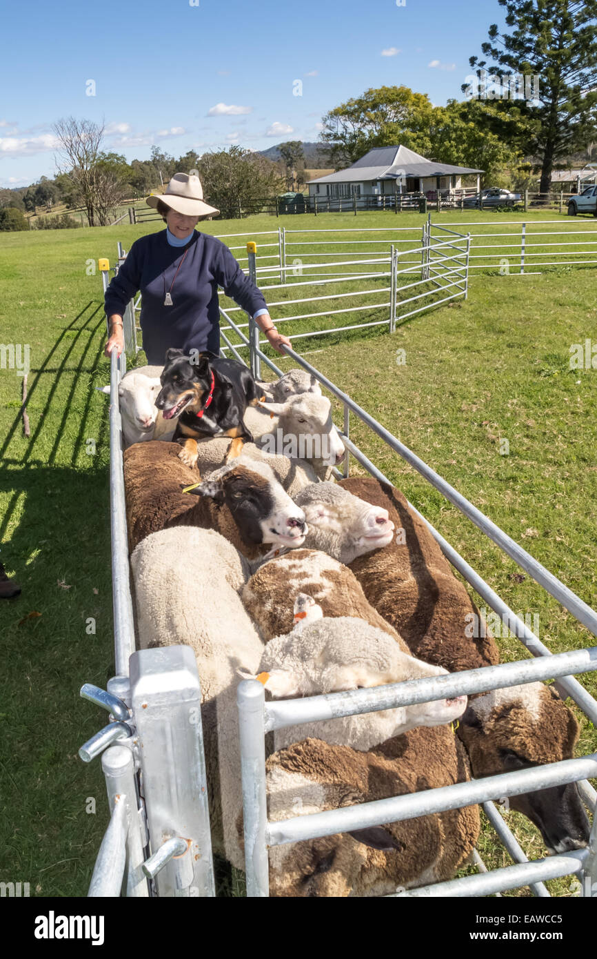 Lady mustering sheep at Mt Tamborine, Queensland, Australia Stock Photo ...