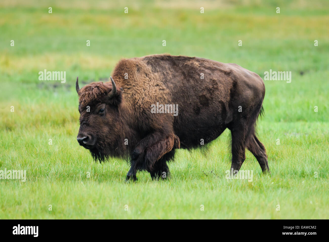 Wild Bison herd of Lamar Valley, Yellowstone National Park Stock Photo ...