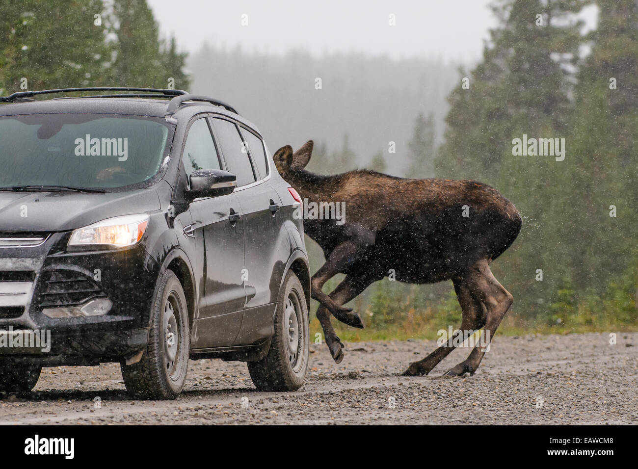 Wild Canadian Moose playing in traffic while crossing the road in the ...