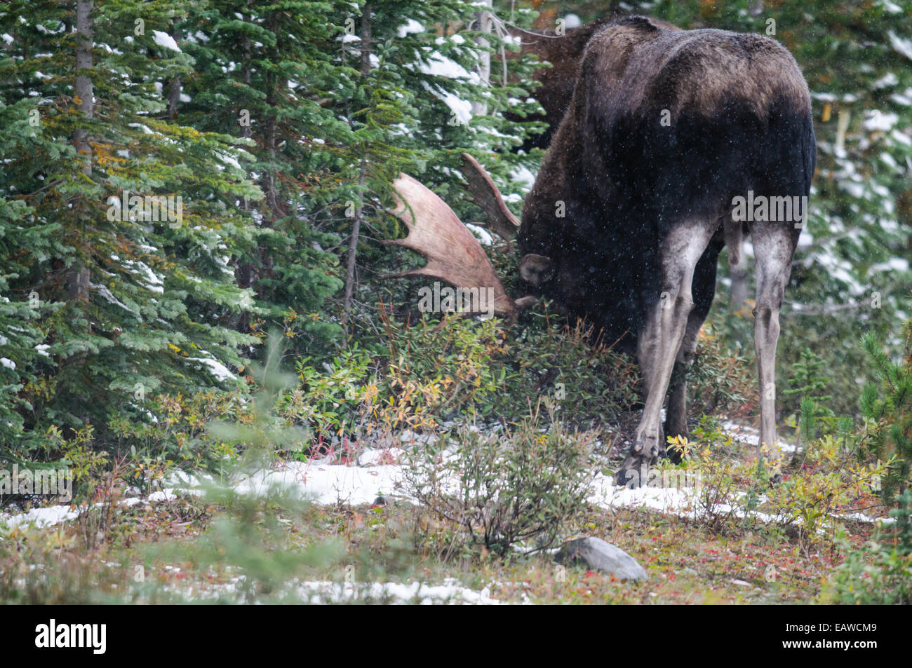 Wild Canadian Bull Moose with Antlers on a parkway roadside in the Snow ...