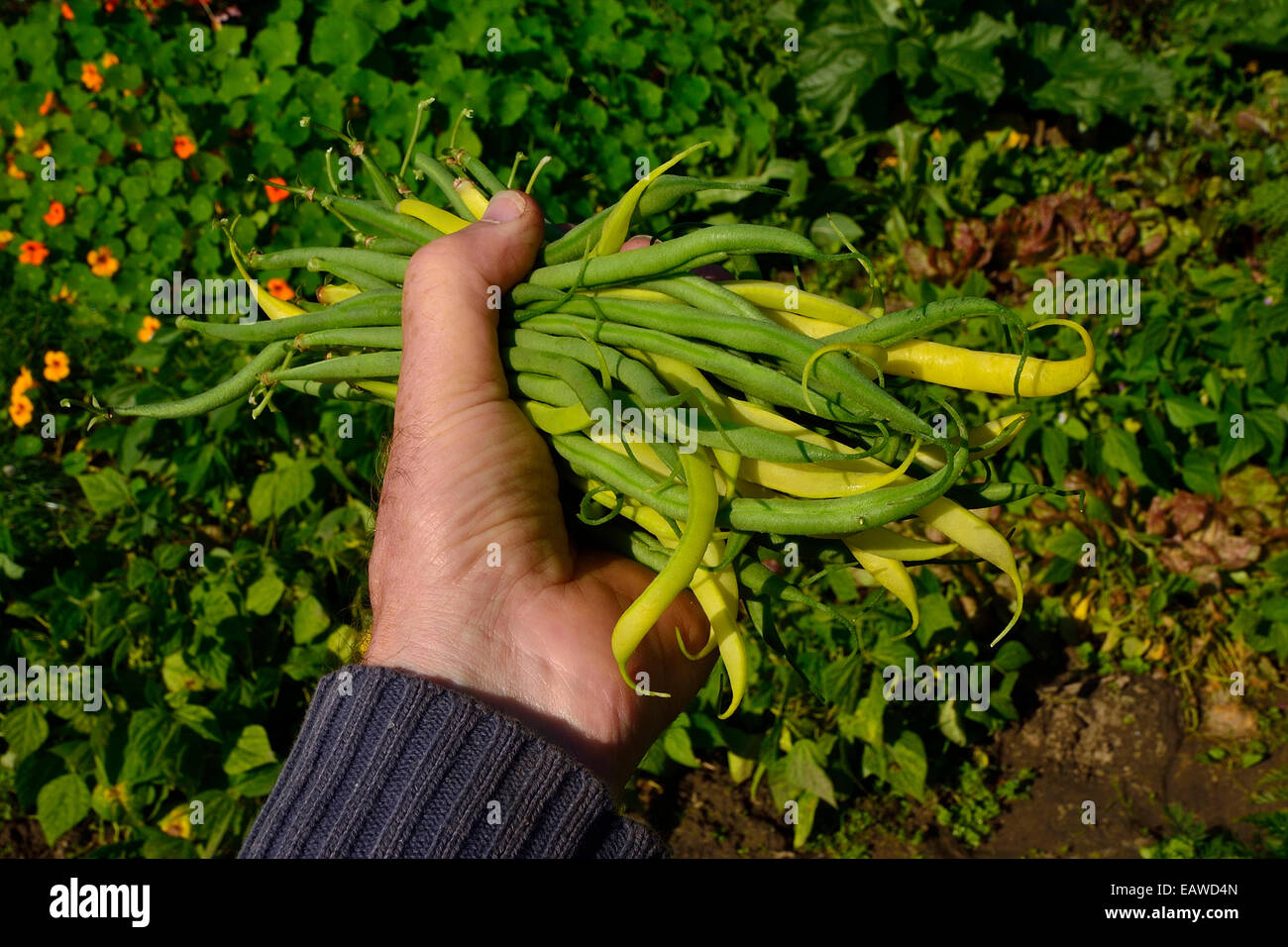 Hand full of two types of beans (green beans and yellow beans ...