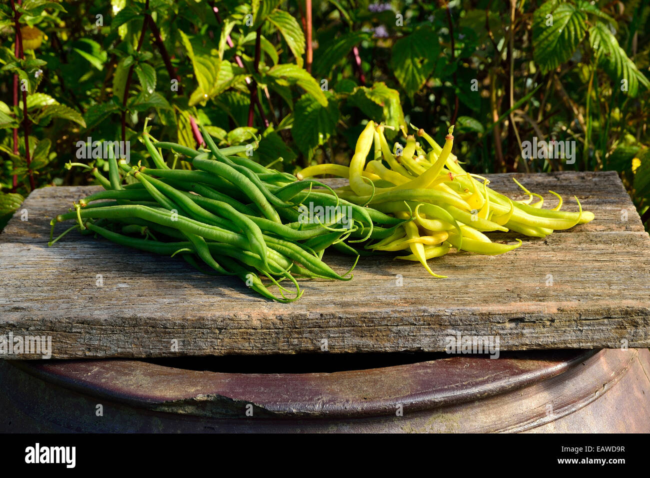 Dwarf variety phaseolus vulgaris hi-res stock photography and images ...