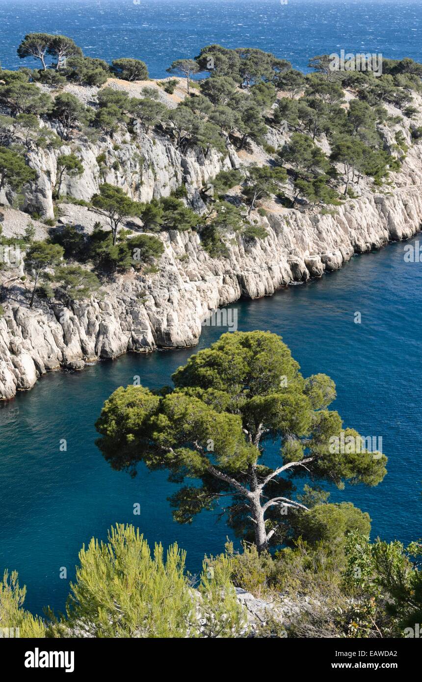 Aleppo pines (Pinus halepensis) at Calanque de Port-Pin, Calanques ...