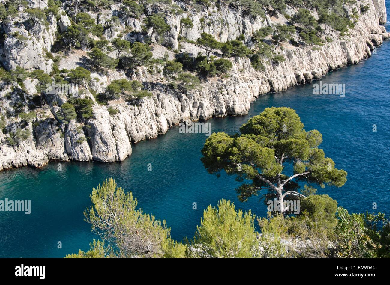 Aleppo pines (Pinus halepensis) at Calanque de Port-Pin, Calanques ...