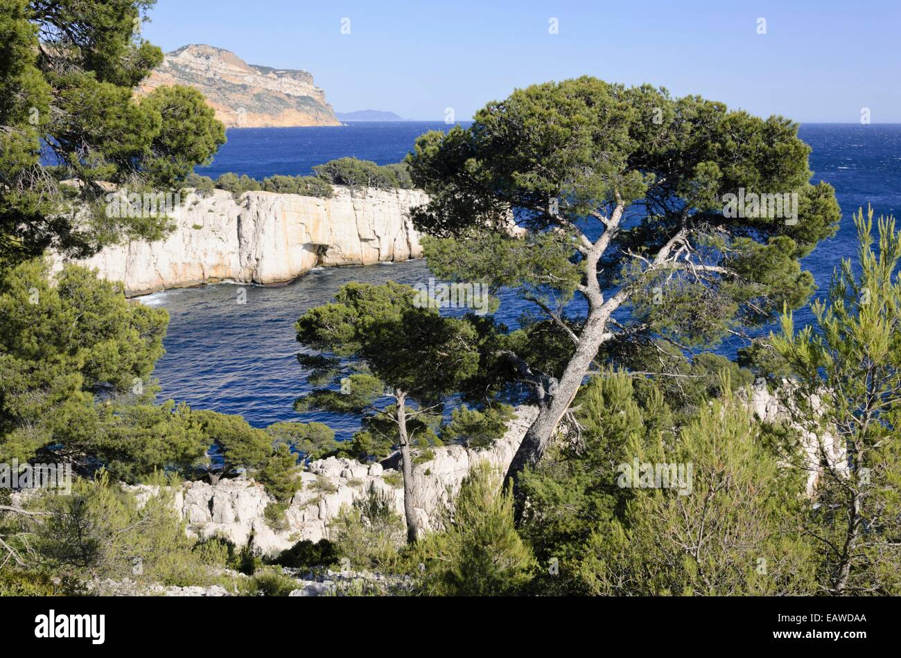 Aleppo pines (Pinus halepensis) at Calanque de Port-Pin, Calanques ...